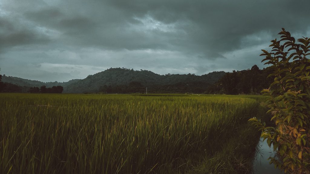 Paddy Field Scenery - PixaHive