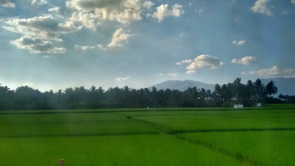 Paddy field Landscape - PixaHive