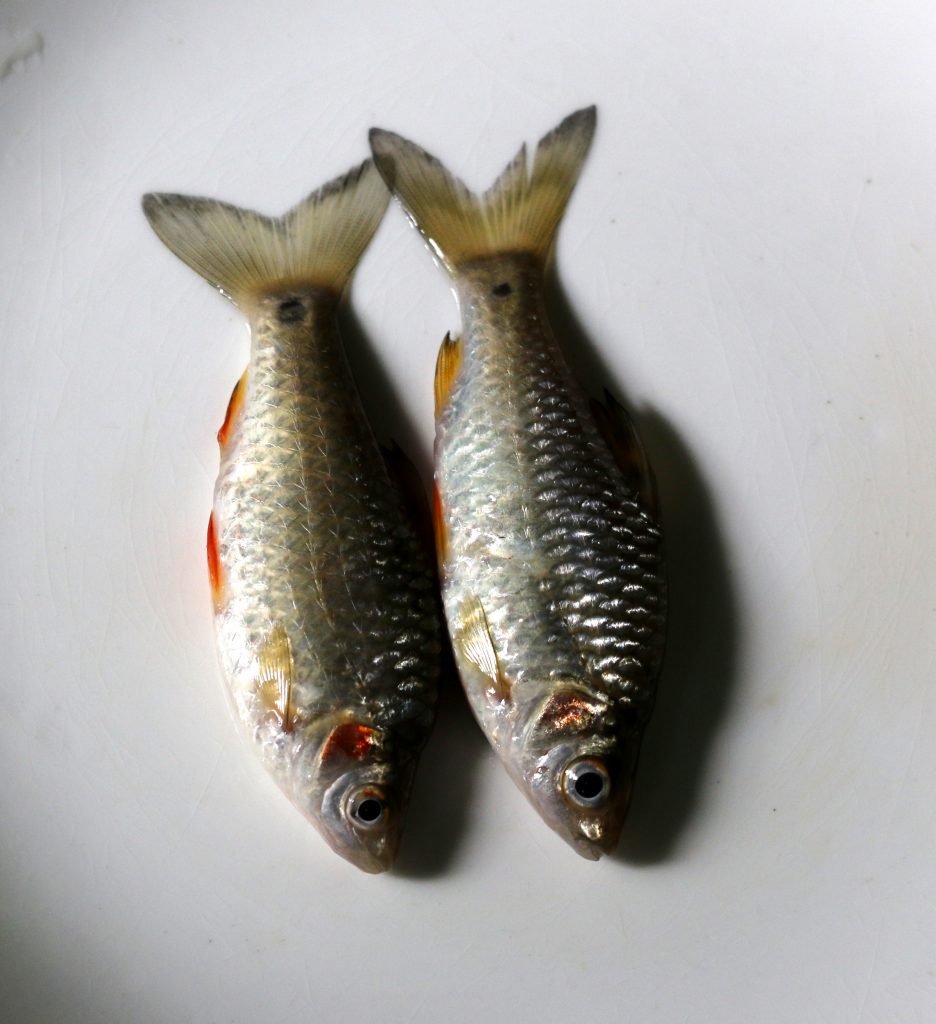 Pair of Fish in the Plate on Focus - PixaHive
