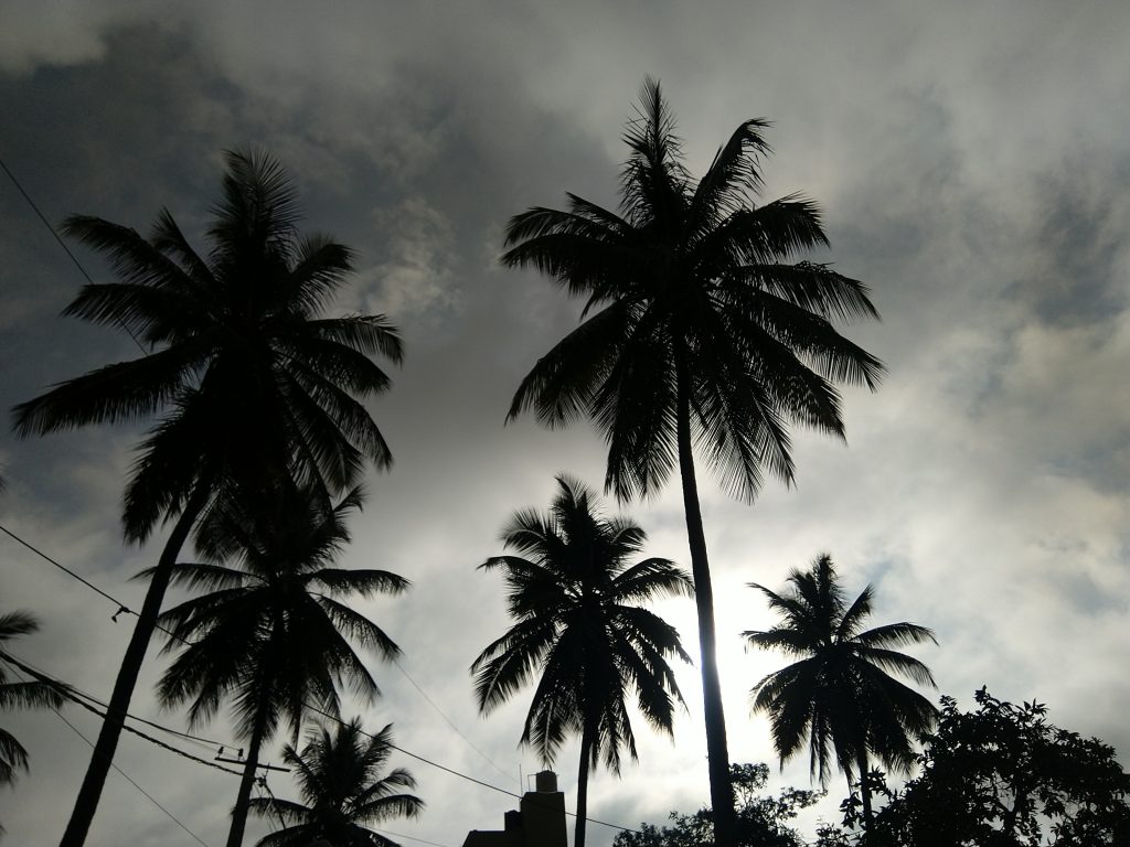 Palm trees - PixaHive