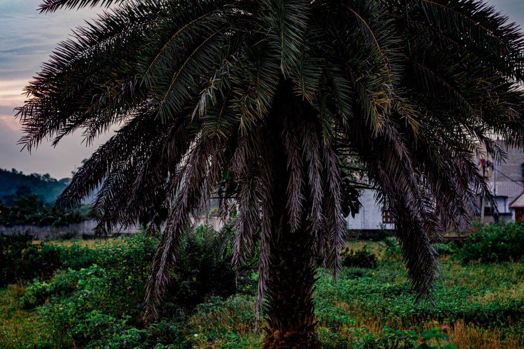 Palm trees with beautiful nature - PixaHive