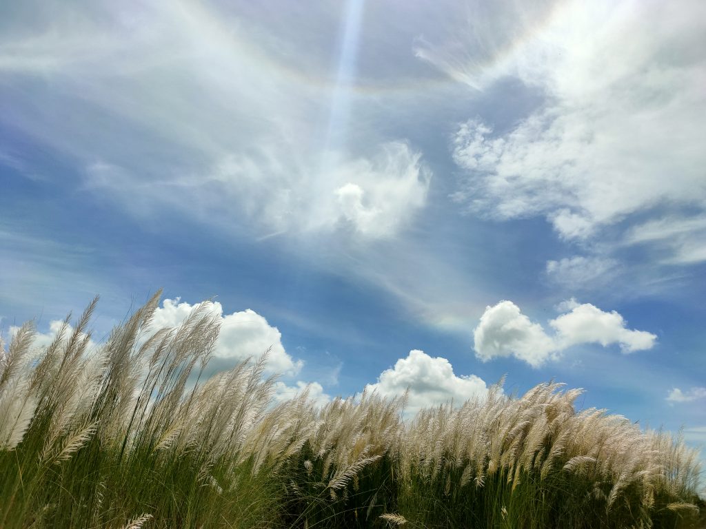 Pampas grass and sky - PixaHive