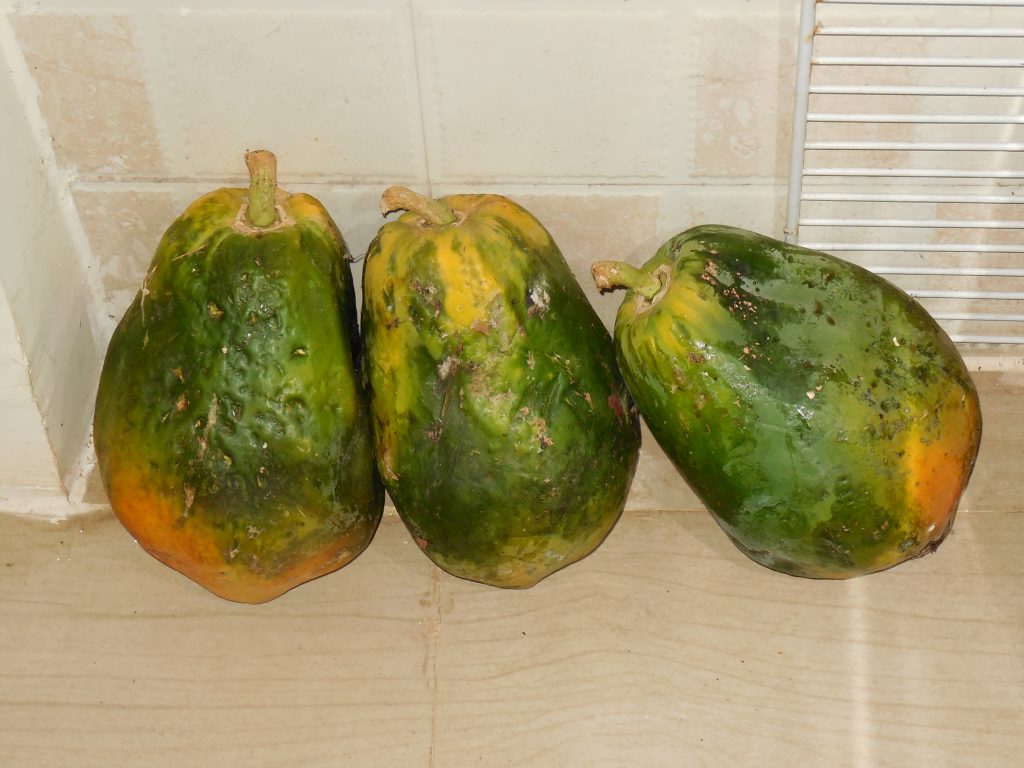 Papaya fruit - PixaHive