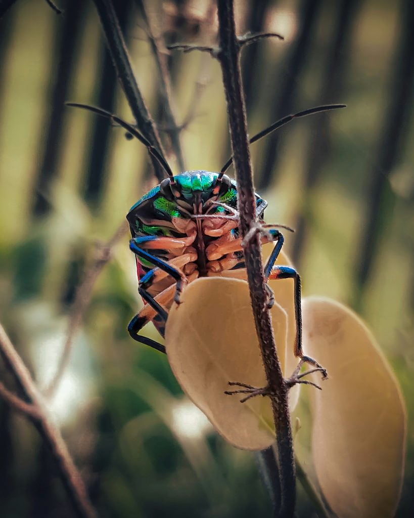 Peeking bug closeup - PixaHive