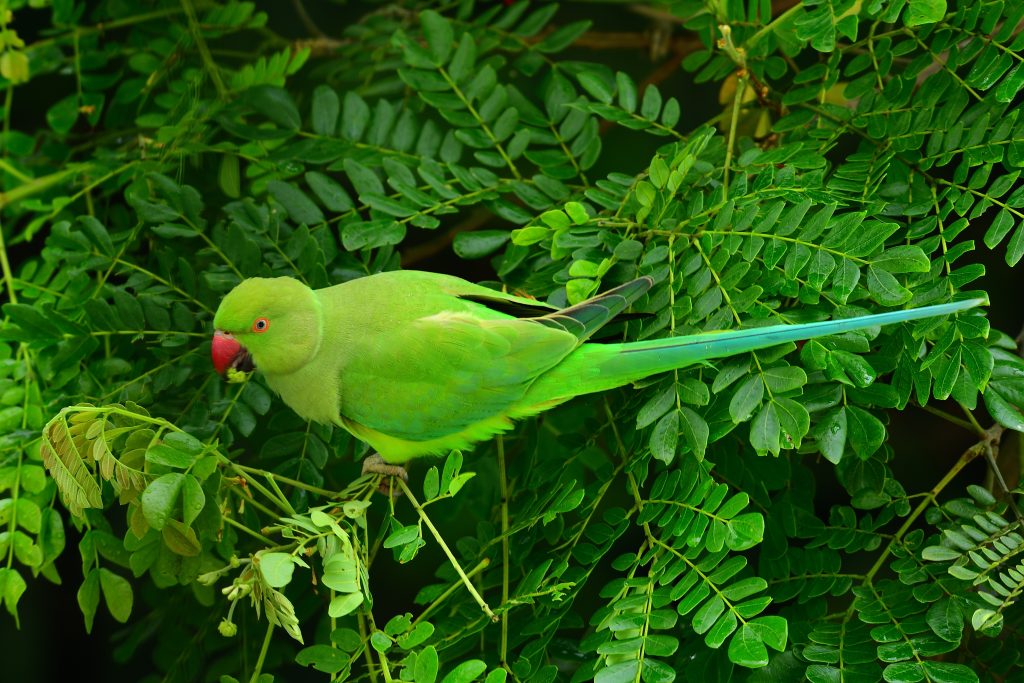 Perching Parrot - PixaHive