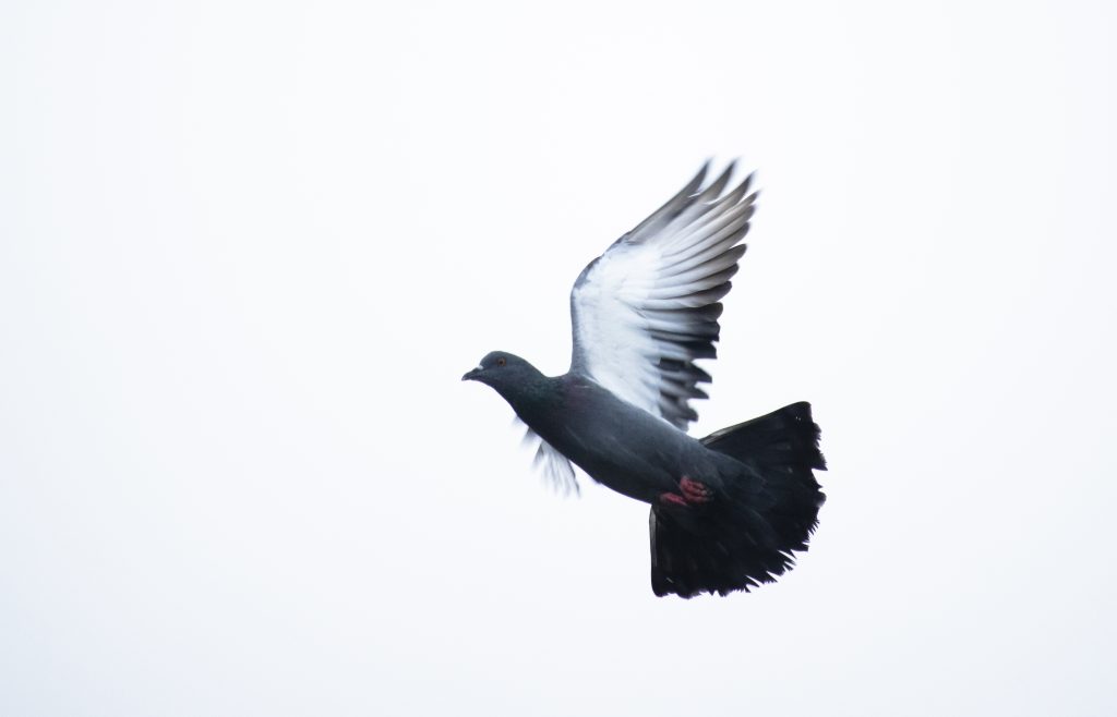 Pigeon in flight - PixaHive