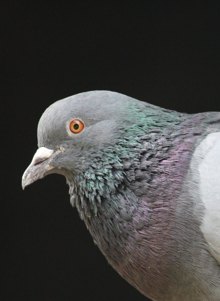 Pigeon's Head on Close-up - PixaHive