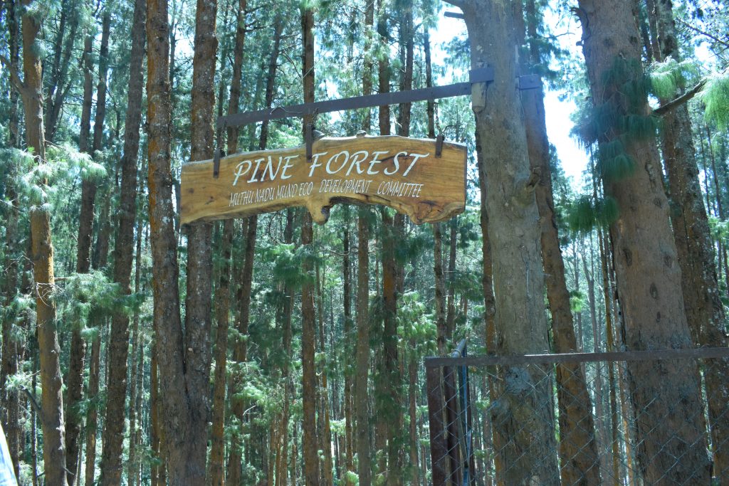 Pine Forest in Ooty - PixaHive