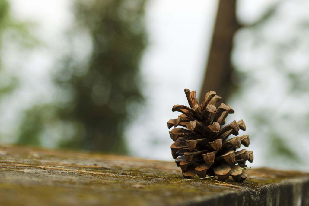 Conifer cone on Focus - PixaHive