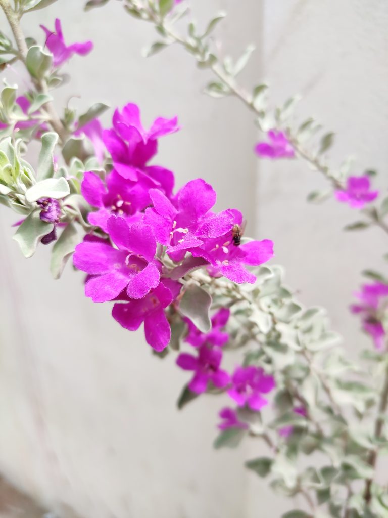 Pink Flower on Focus - PixaHive
