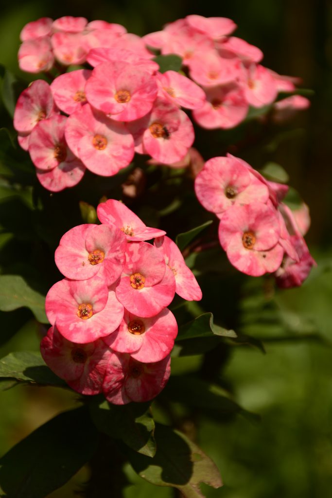 Pink Flowers - PixaHive