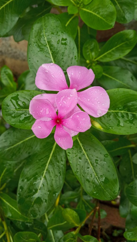 Pink periwinkle flower - PixaHive
