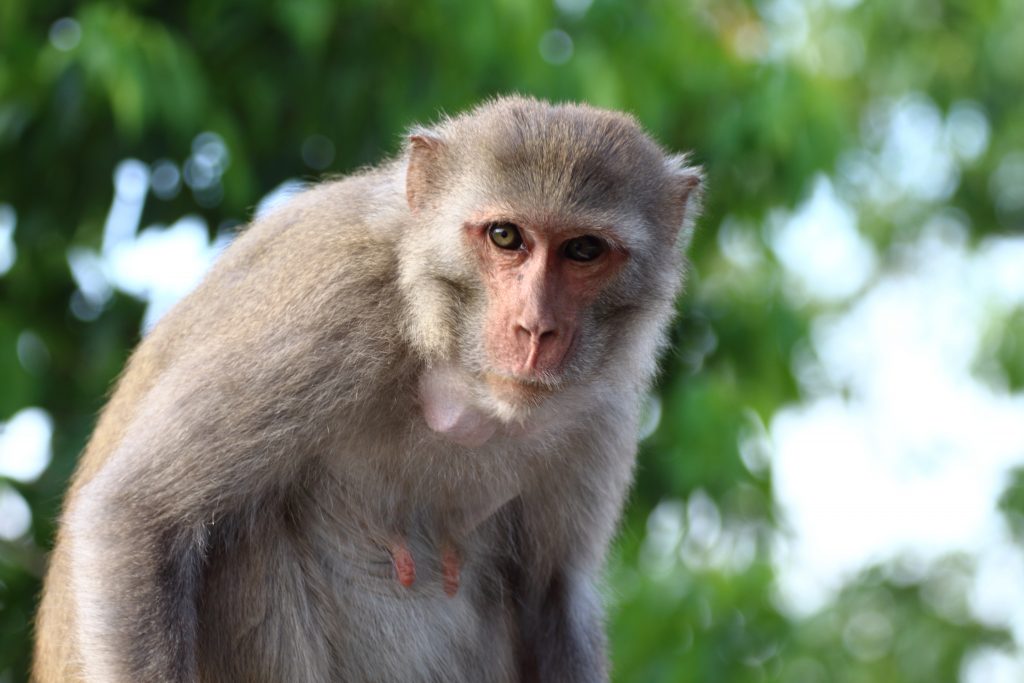 Posing for Photoshoot – Monkey at Sunderban, West Bengal - PixaHive