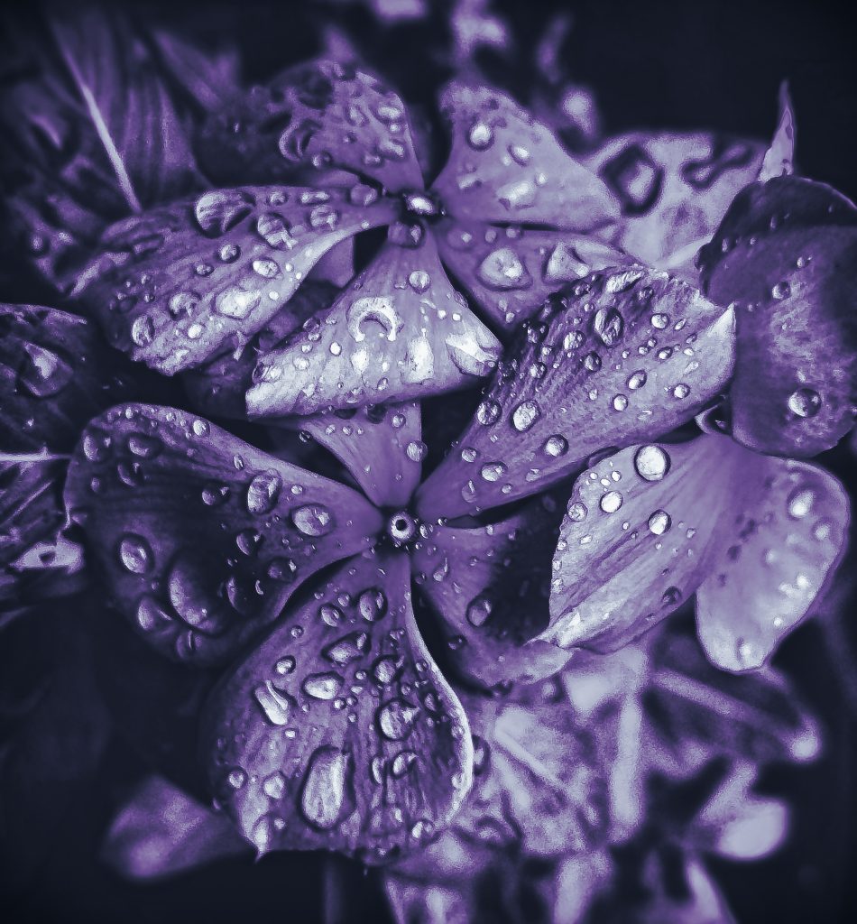 Purple Jasmine - PixaHive