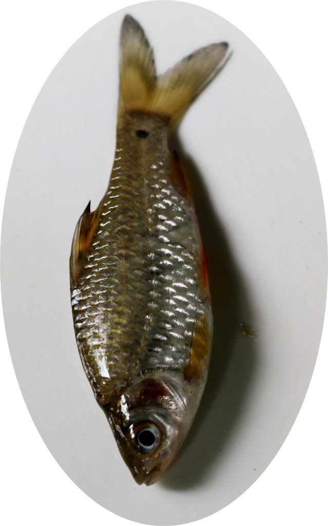 Puthi Fish in the Plate on Focus - PixaHive