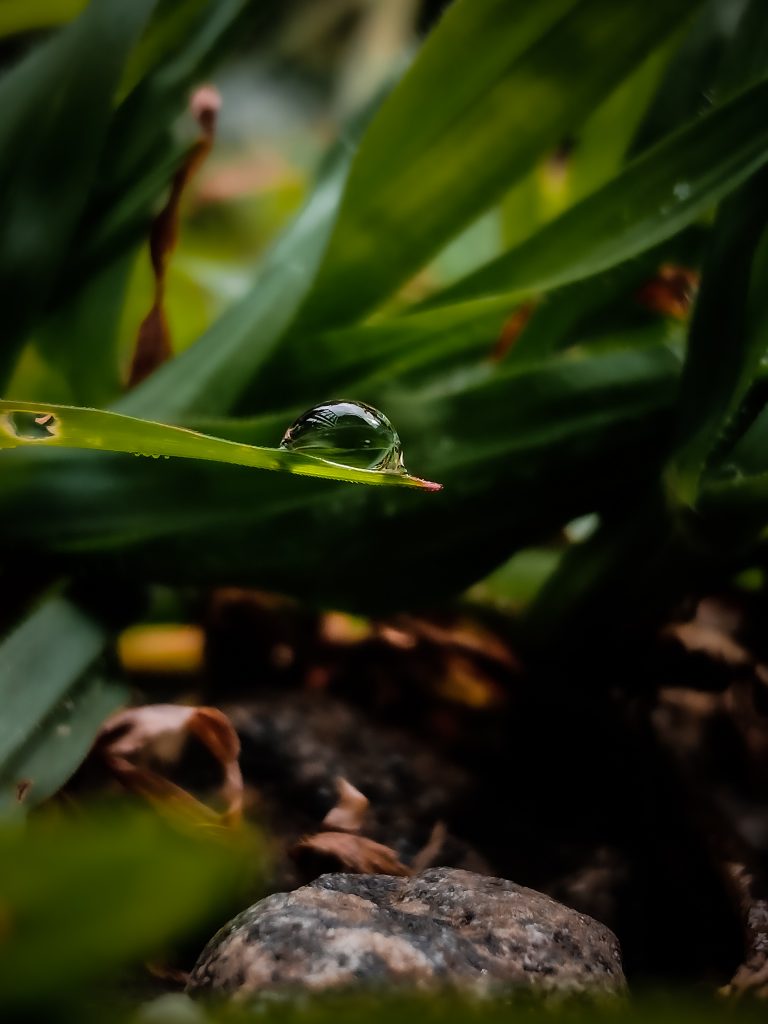 Raindrop on a leaf - PixaHive