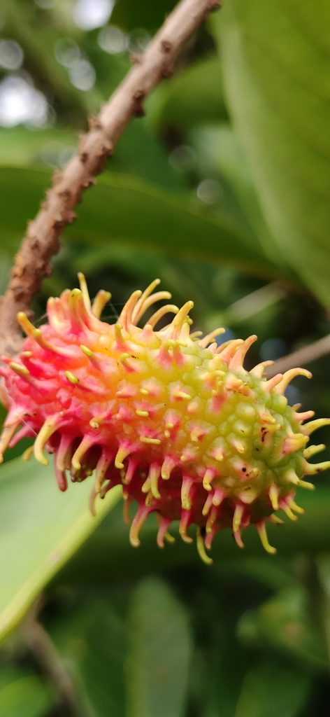 Rambutan on its tree - PixaHive