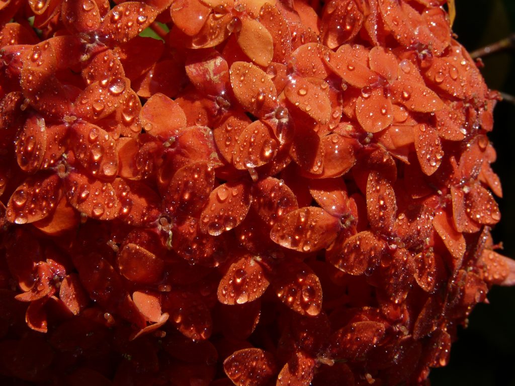 Red Flowers - PixaHive