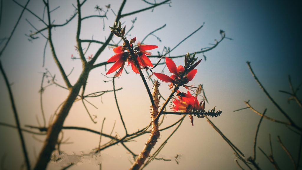 Red Flowers on the Tree - PixaHive
