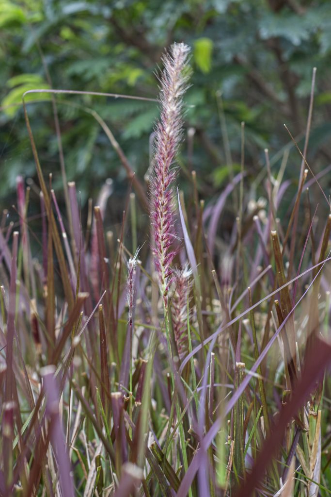 Red Grass - PixaHive