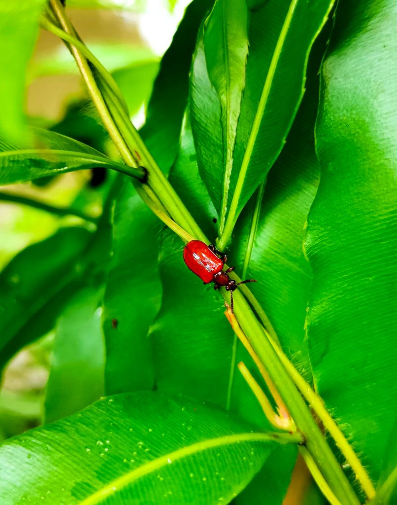 Red Insects - PixaHive