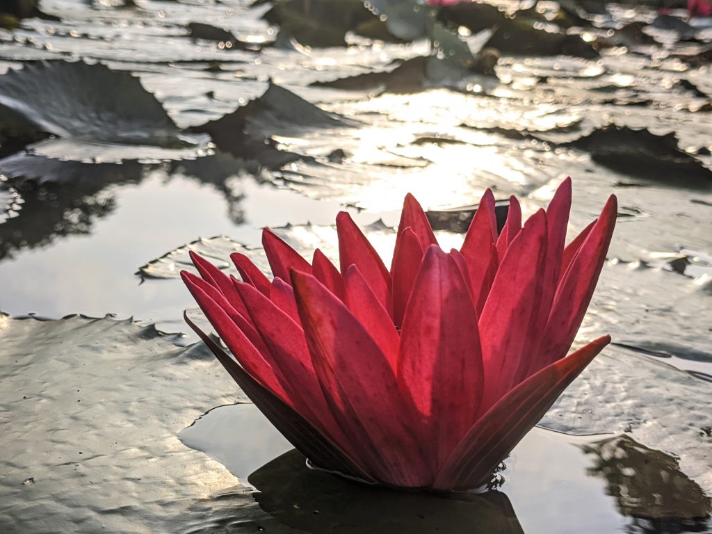 Red lotus flower - PixaHive
