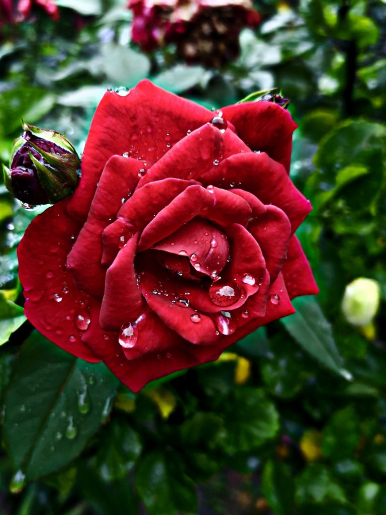 Red rose - PixaHive