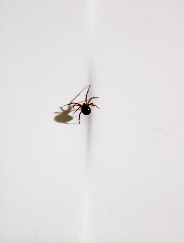 Red spider and its shadow - PixaHive
