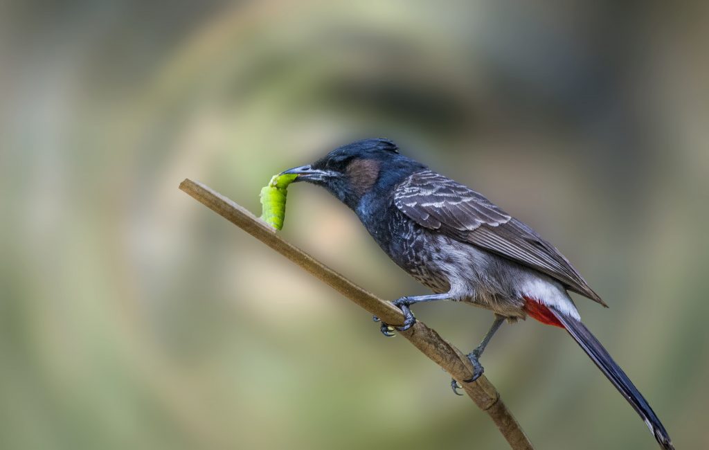 Red-vented Bulbul - PixaHive