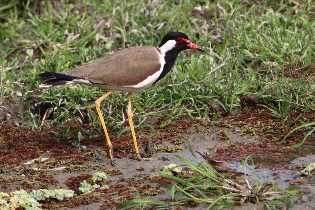 Red-wattled Lapwing - PixaHive