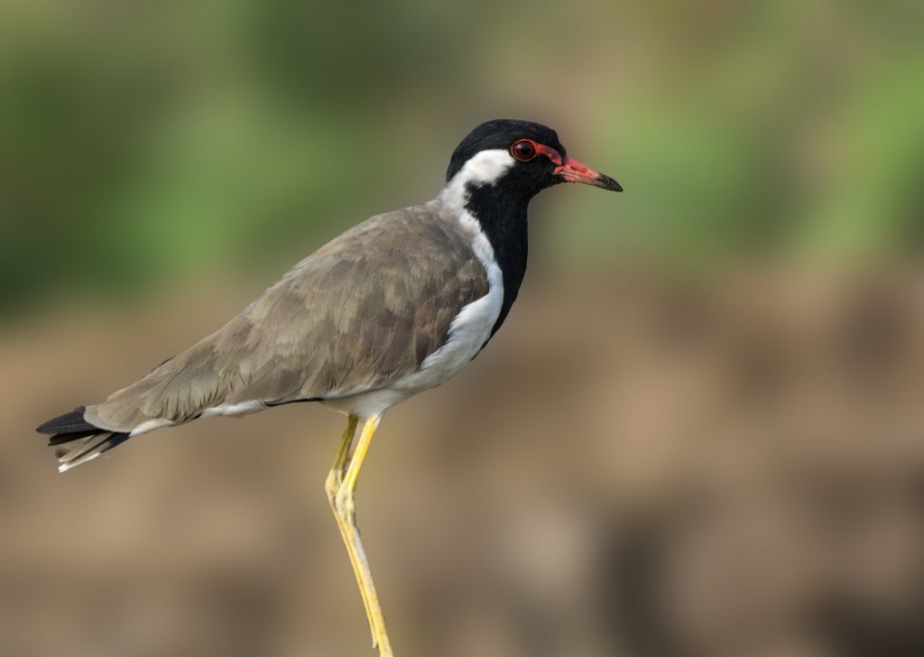 Red-wattled lapwing - PixaHive