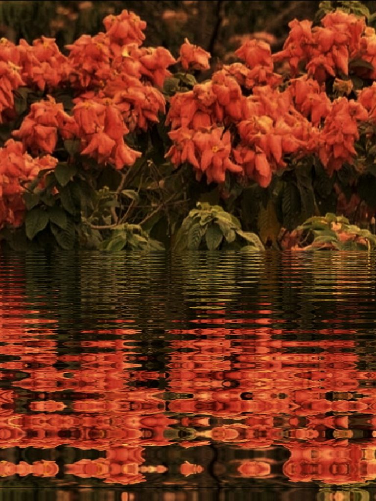 Reflection Of Flowers in the water, Nature Park Mumbai - PixaHive