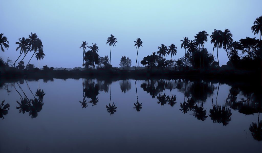 Reflection of palm trees on water - PixaHive