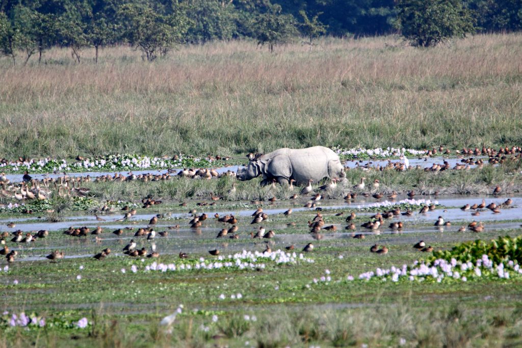 Rhino in water - PixaHive