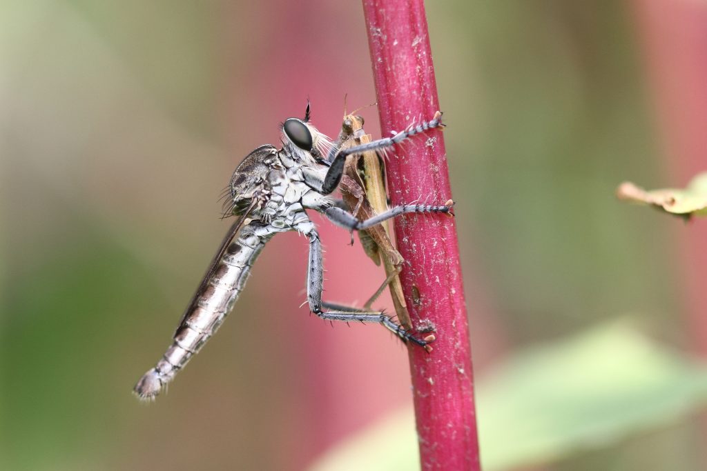 Robber flies Hunting Food on Focus - PixaHive