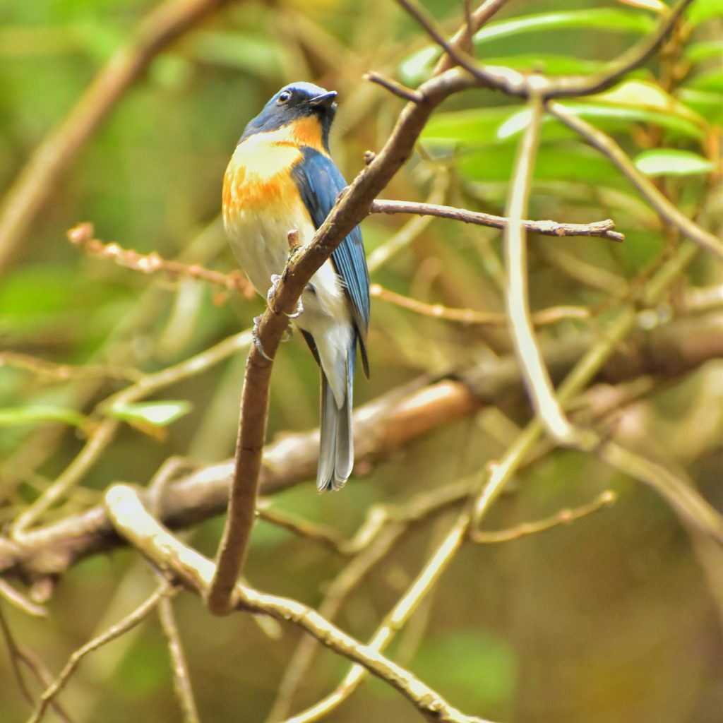 Robin Bird - PixaHive