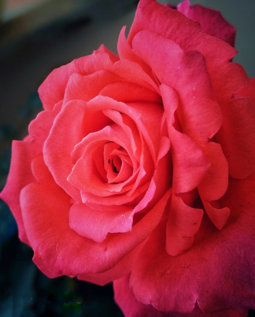 Rose, Red rose - PixaHive