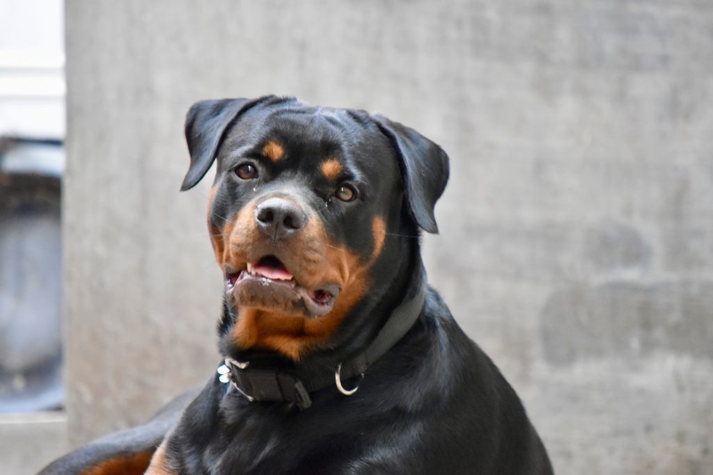 Rottweiler Face on Focus - PixaHive