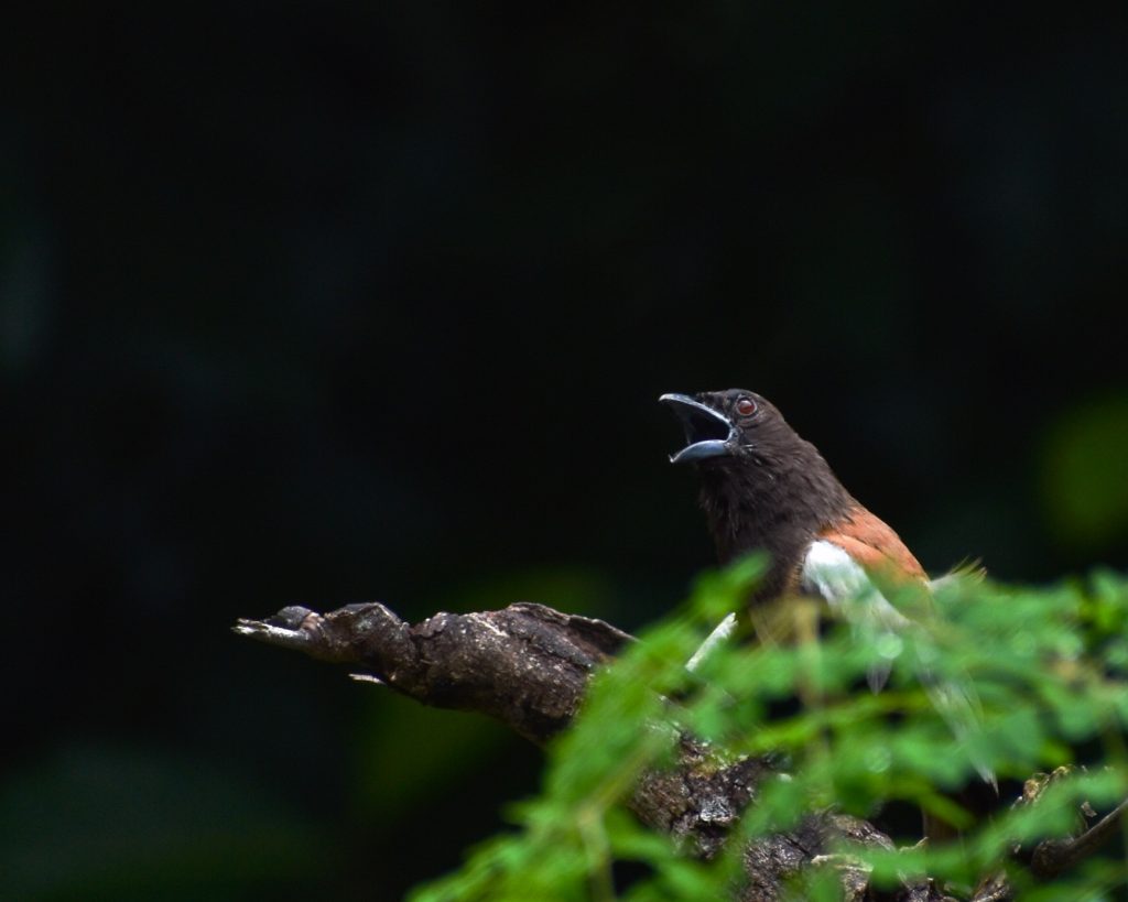 Rufous Treepie Bird - PixaHive