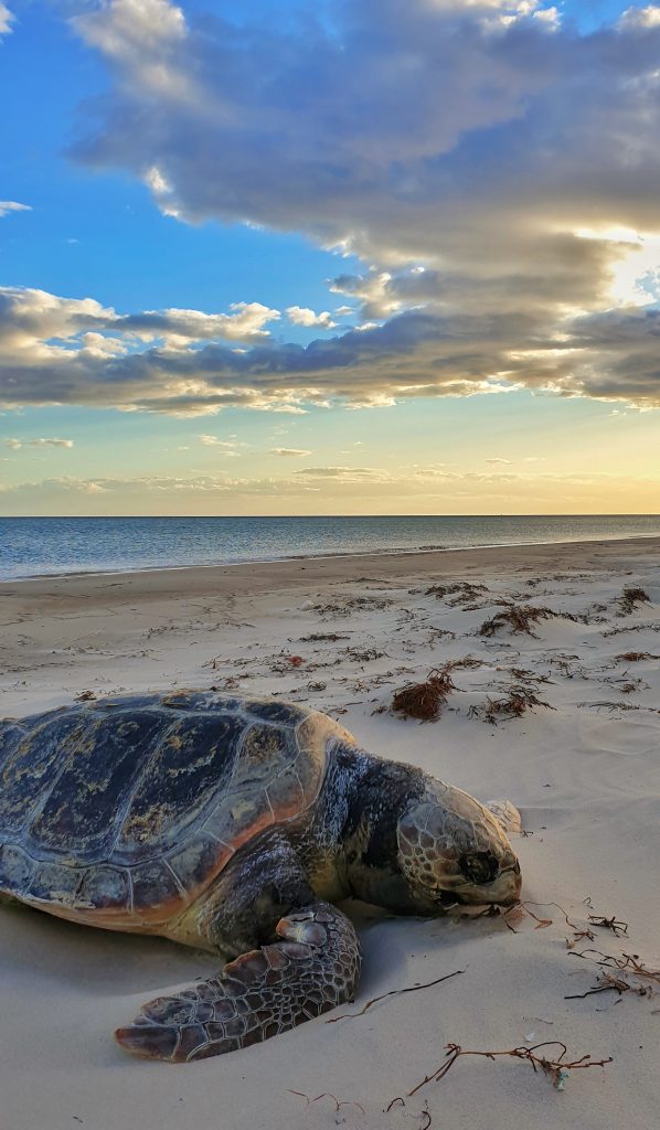 Sea Turtle - PixaHive