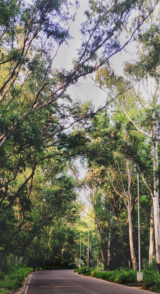 Shape of the trees - PixaHive