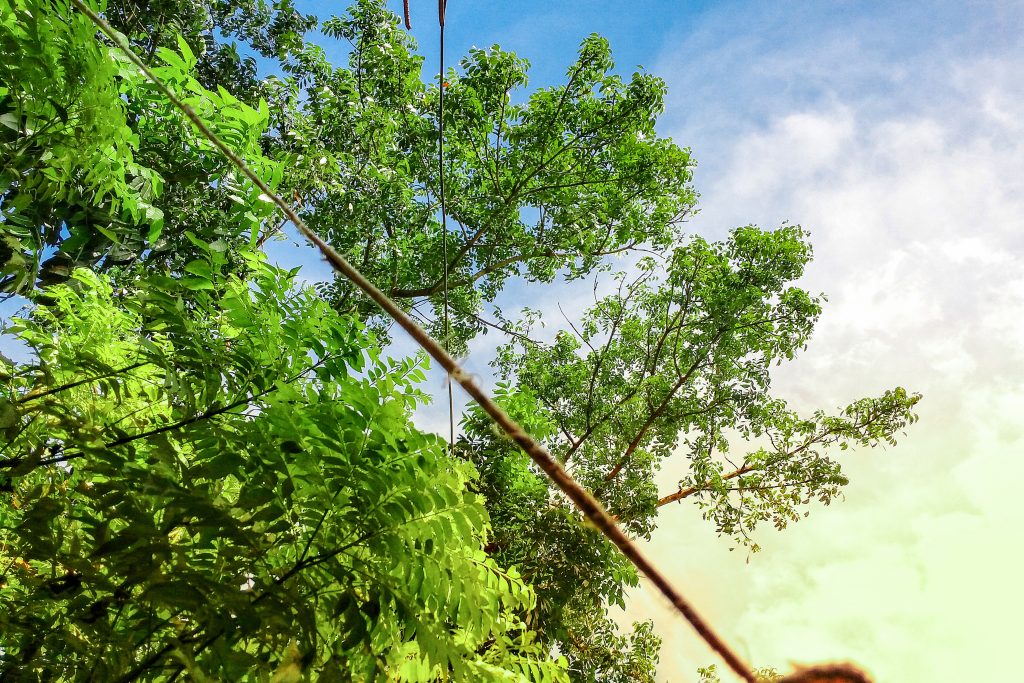 Tree and sky - PixaHive