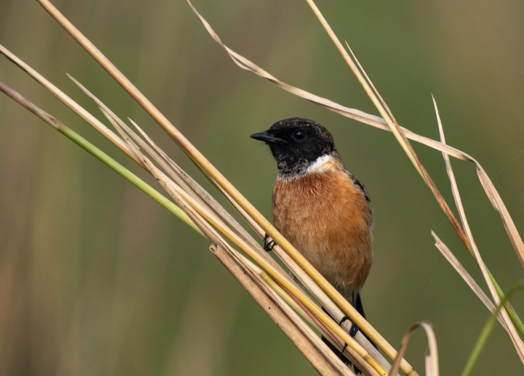 Siberian stonechat Bird on Focus - PixaHive