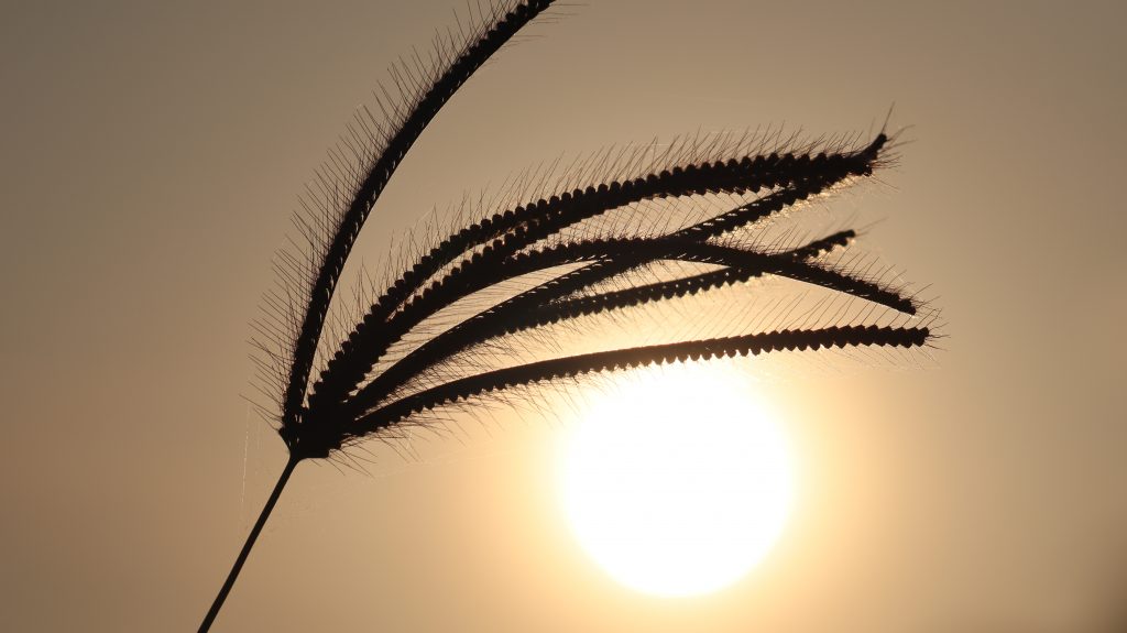 Silhouette of plant against the sun - PixaHive