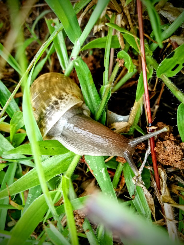 Snail on the Ground - PixaHive