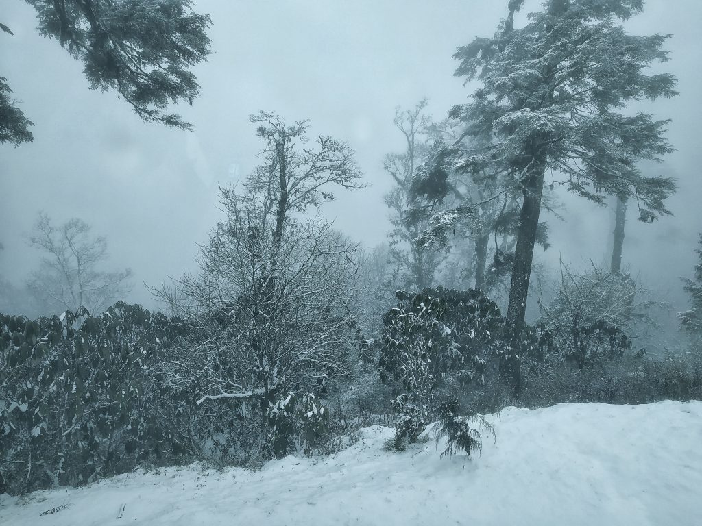 Snowy Forest - PixaHive