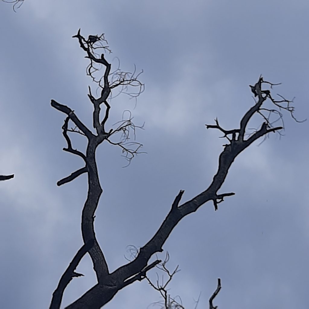 Solitary Tree - PixaHive