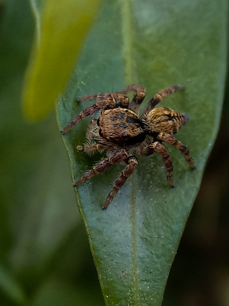Spider sitting on a leaf - PixaHive