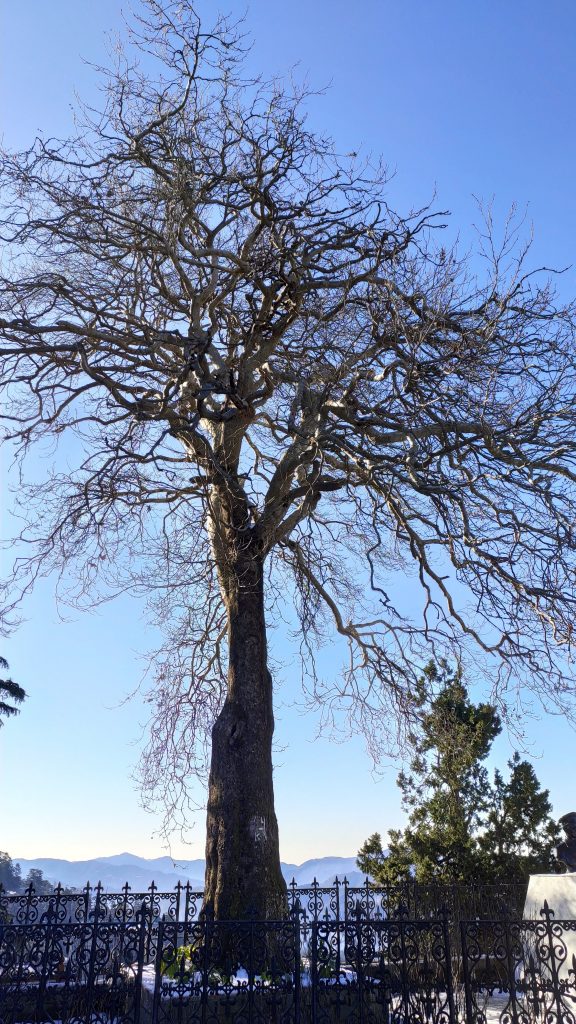 A big bare tree - PixaHive