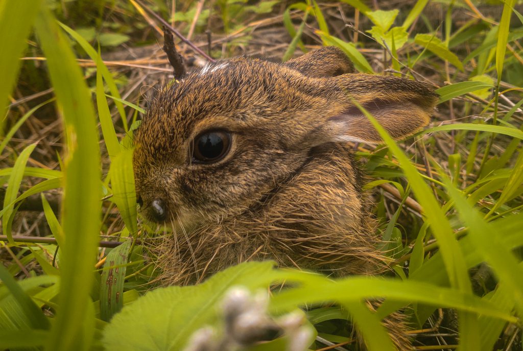 Squirrel hiding - PixaHive